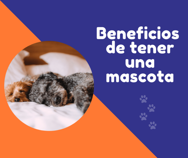 Beneficios de tener una mascota - Grupo Tress Internacional